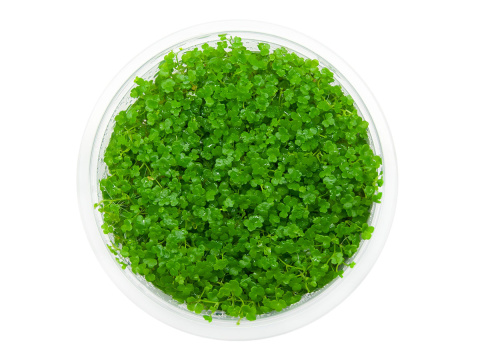 Hydrocotyle Tripartita Japan MINI kubek 10cm Sklep Akwarystyczny.EU